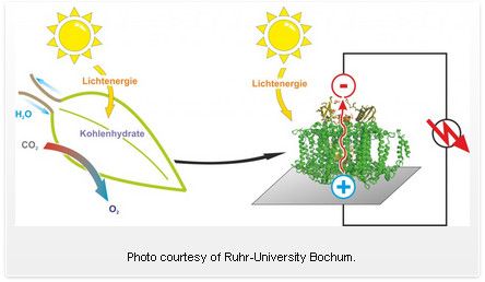Bio-PV Cell Breakthrough May Mean Cheaper, Flexible Solar Energy Panels ...