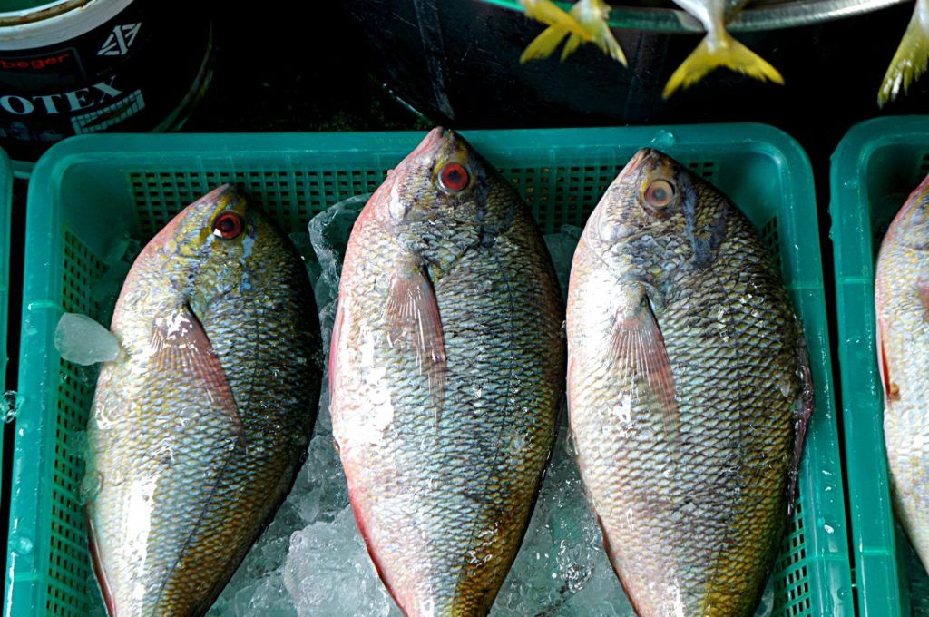 Can DNA Barcoding Prevent Seafood Fraud for Good? - AgFunderNews