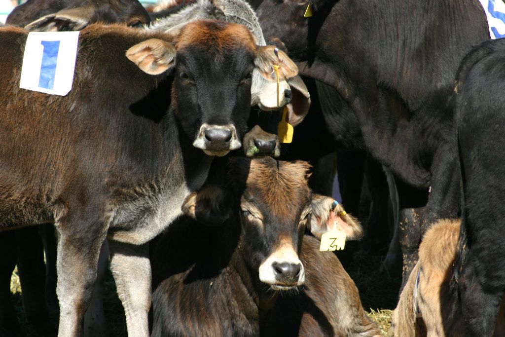 How a Farmer and an Animal Scientist Created a World First for Cattle ...