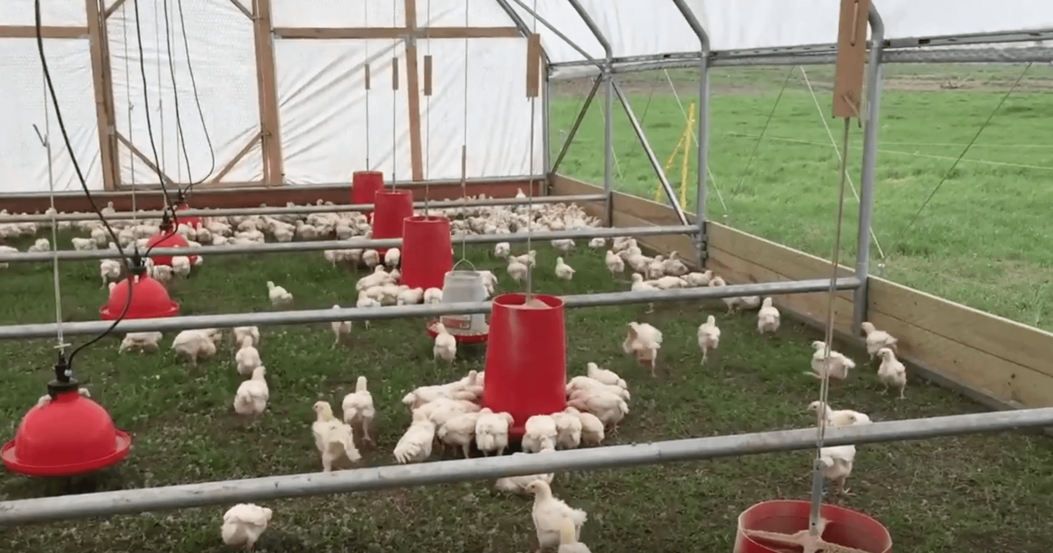 Pasturebird Raises Funding to Create Largest Pastured Poultry Farm in ...