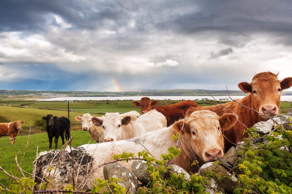 The Technological Answer to Ireland's Growing Dairy Industry - AgFunderNews