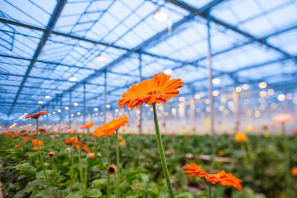 Gerbera Flower Farming Profit | Best Flower Site