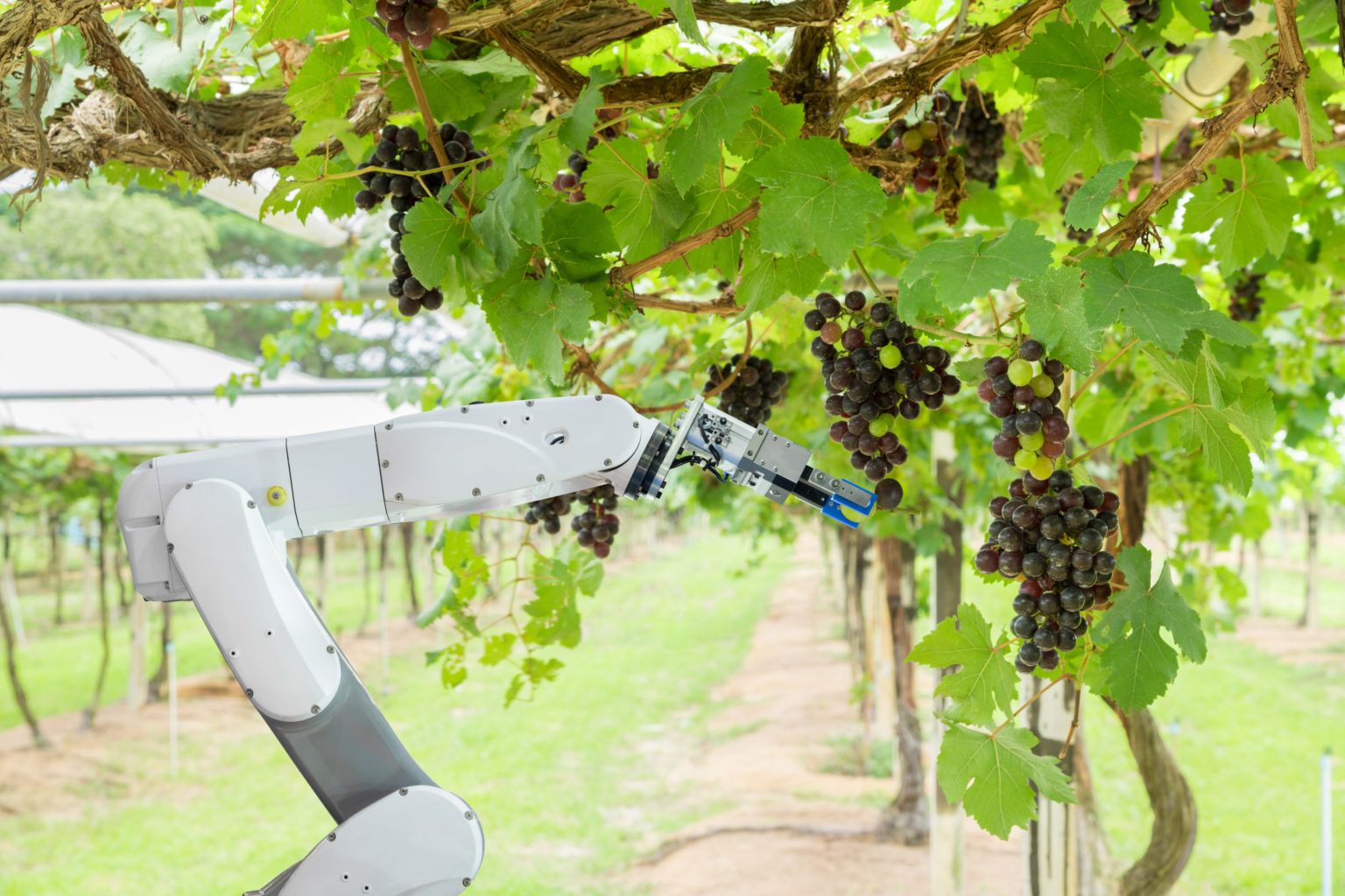 Harvesting Robotics Market to Reach $5.5bn From Early Adopters Alone ...
