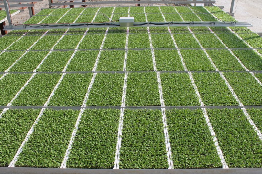 BioLumic Raises $5m Series A to Commercialize UV-based Crop Enhancement ...