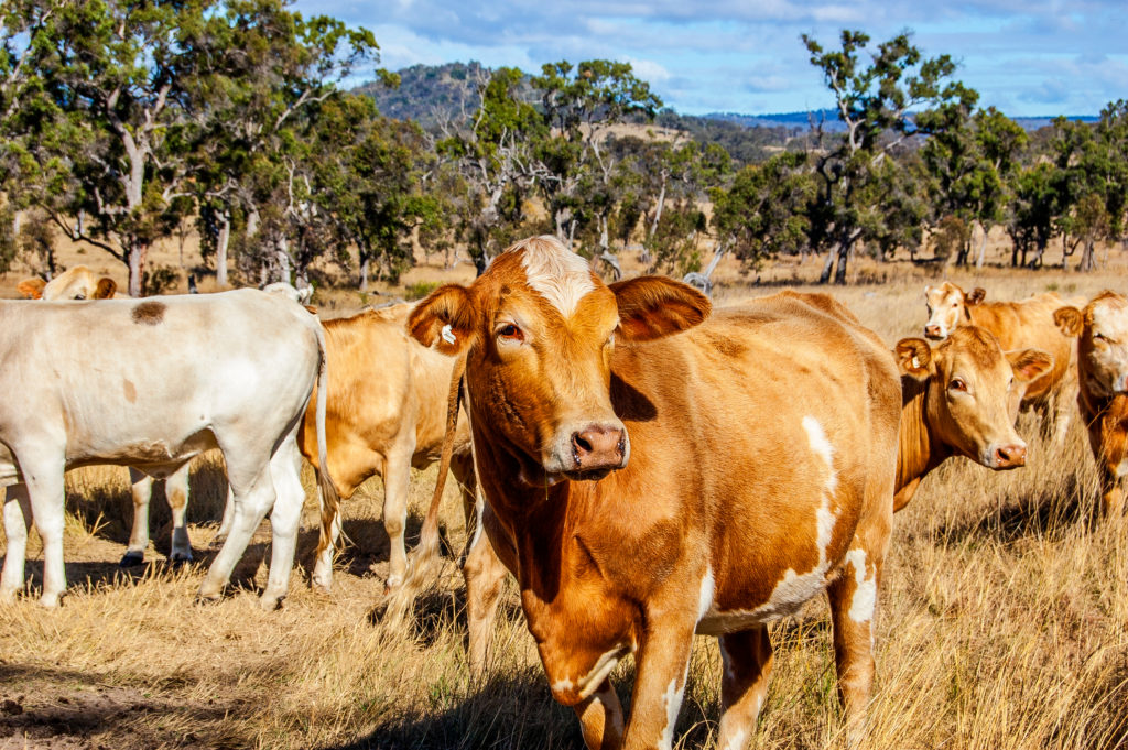 Provenir is Bringing Butchering to the Farm and Improving Meat ...