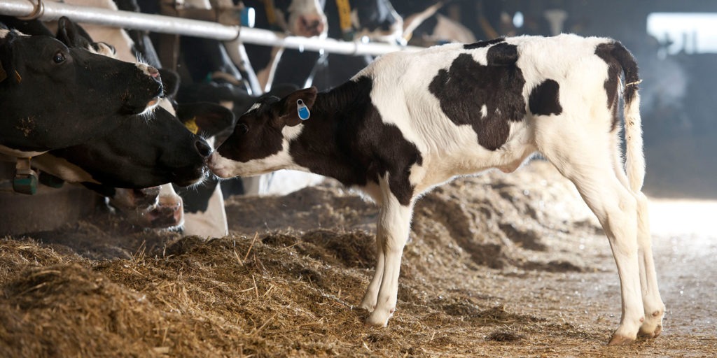Merck Acquires Digital Livestock Tech Antelliq for $2.4bn in Biggest ...