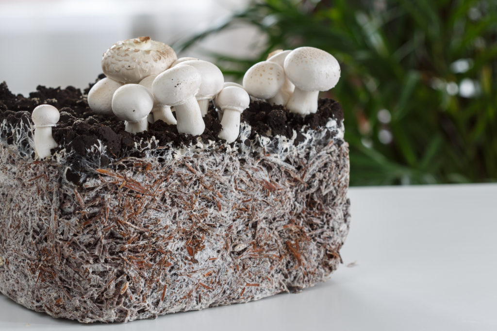 MycoTech Raises $30m Series C from List of Heavyweight AgriFood Tech ...