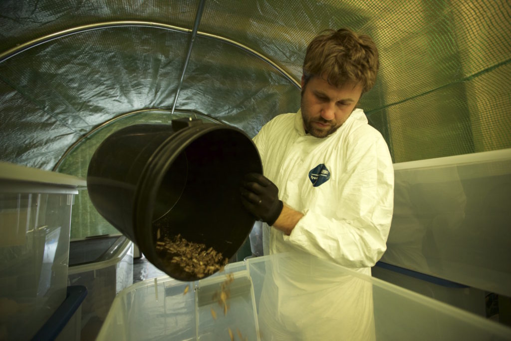 Inside Insect Farming: Former CEO Reveals Tactics & Trends