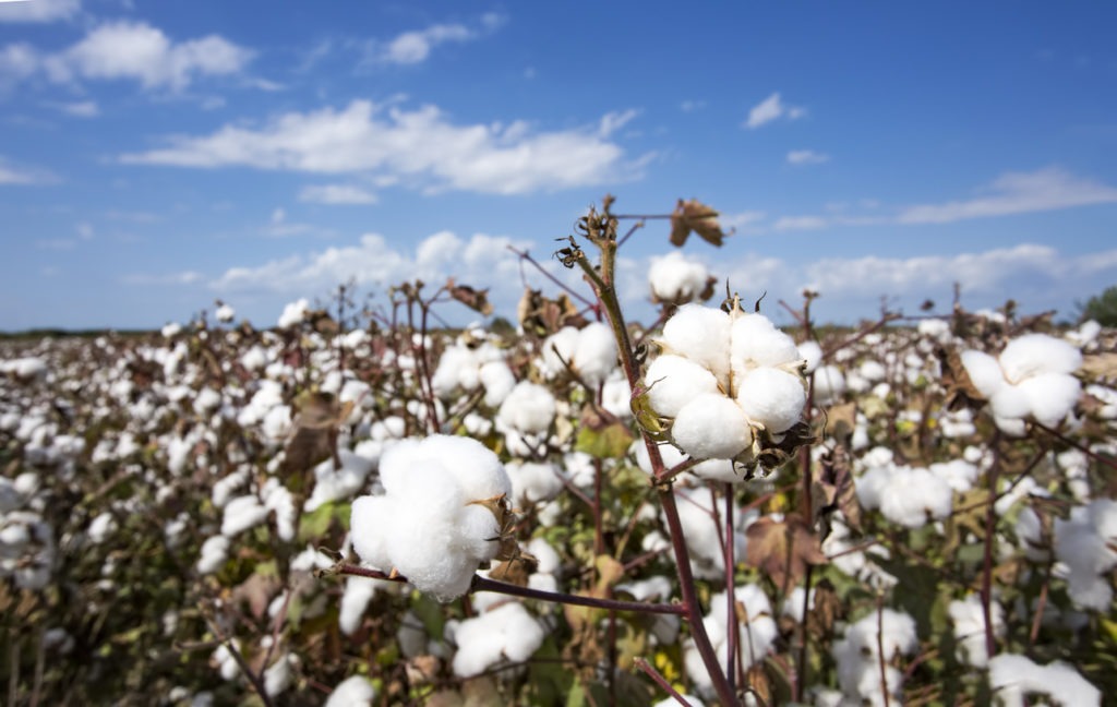 Promote sustainable cotton: Apply to Better Cotton Innovation Challenge!