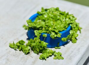 Plantible Foods raises $30m Series B to scale duckweed protein