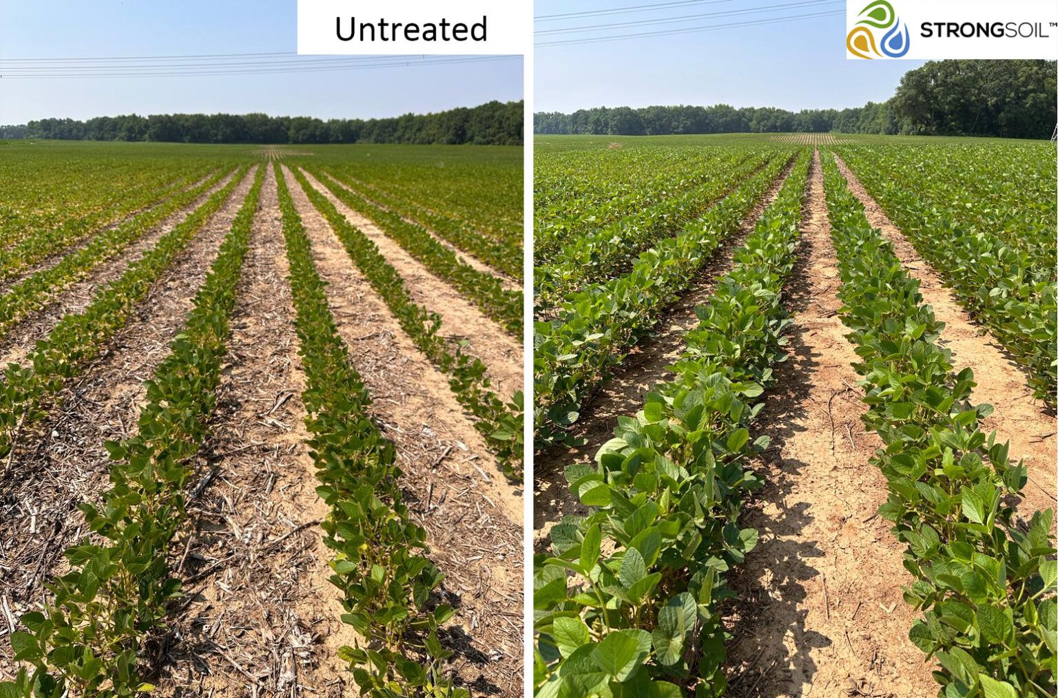 StrongSoil restores soil health and increases yields up to 15%