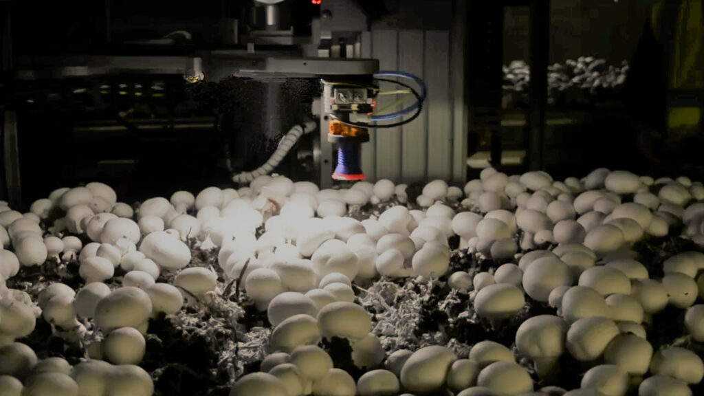 4AG Robotics bags $17.5m for its mushroom harvesting robots