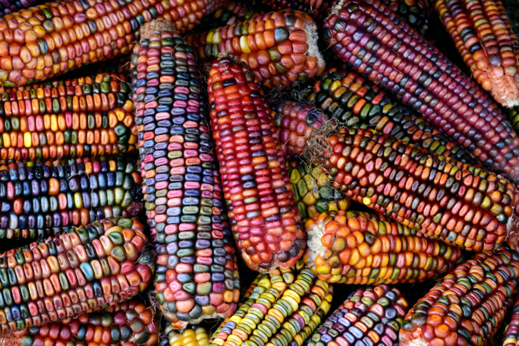 Meet the founder: Insignum AgTech founder on gene editing corn