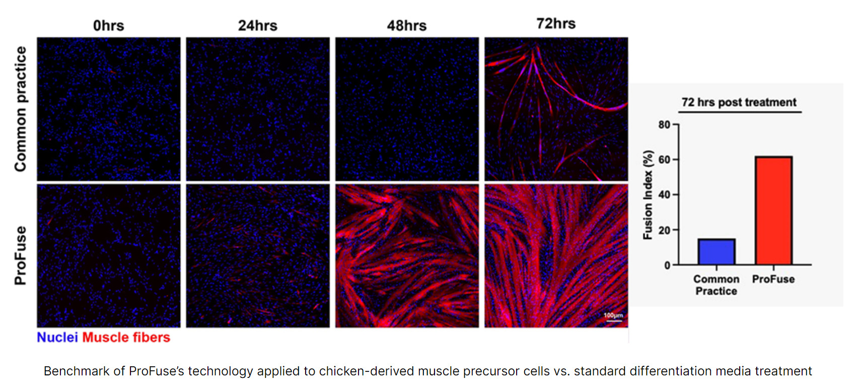ProFuse Technology が培養肉用の非 GM 細胞株を発表 - nipponese.news - Nipponese