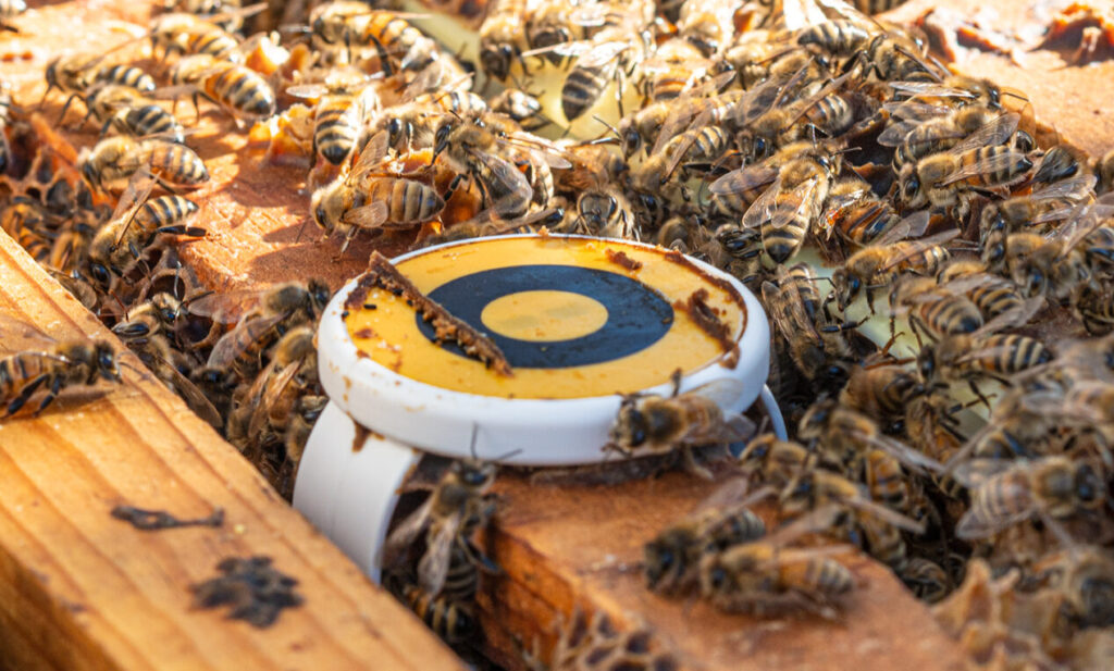 🎥Precision pollination startup BeeHero enters Latam market