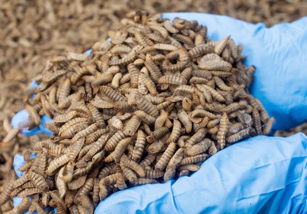 Oberland Agriscience nets new capital to scale Halifax BSFL plant