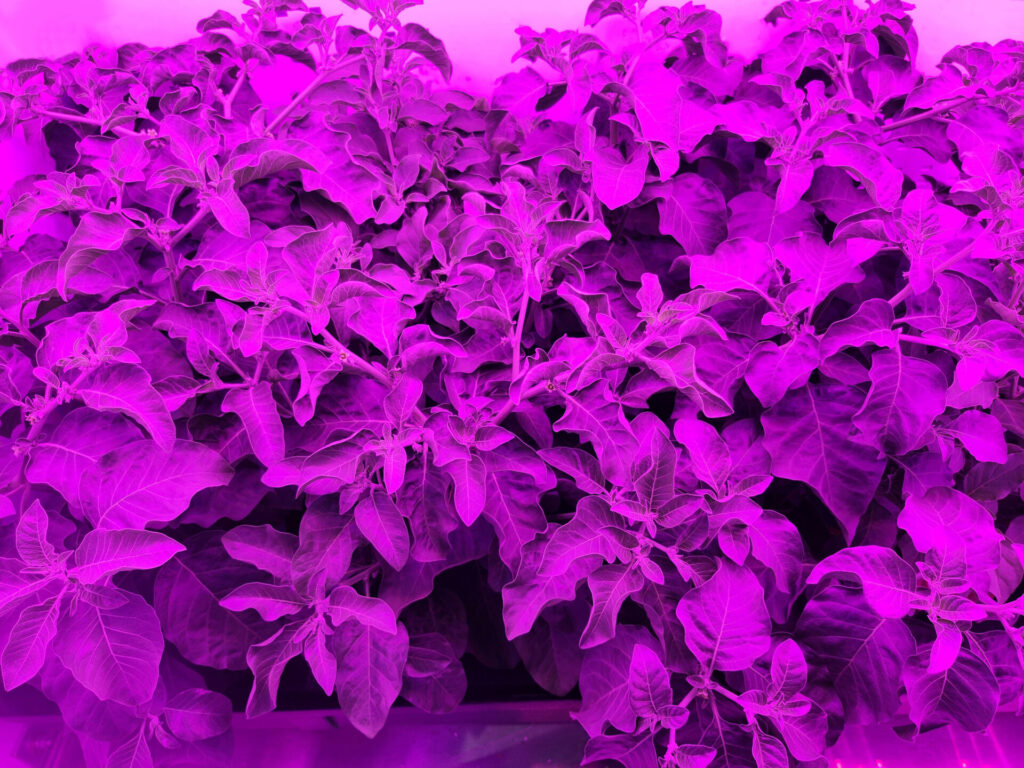 80 Acres Farms tackles plant genetics with Plantae acquisition