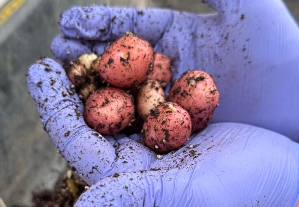 Finally Foods announces field trial of potatoes containing casein