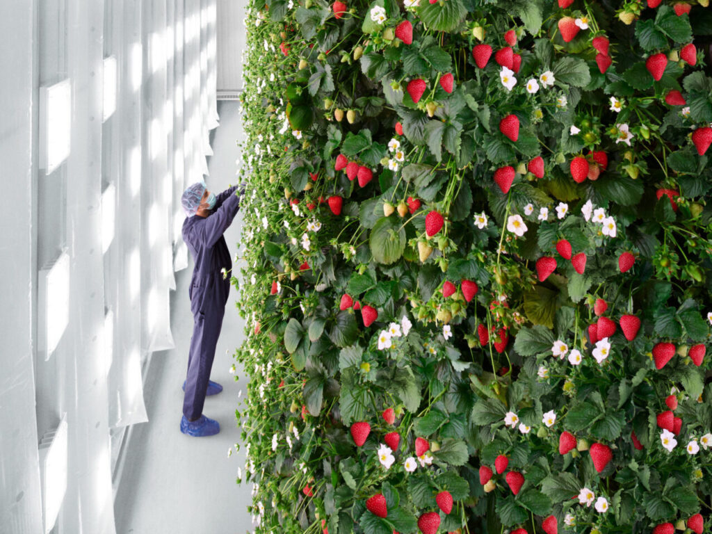 Plenty 'gave off a bit of a Theranos vibe,' say vertical farm experts