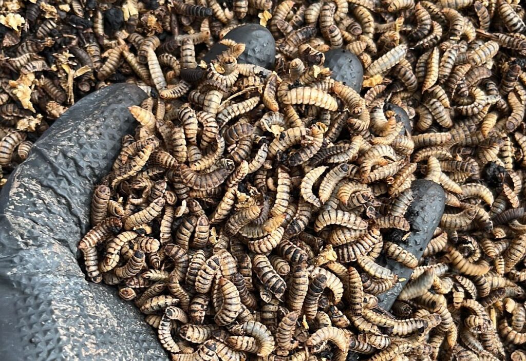 InsectBiotech bets on olive waste to fuel insect farming operation