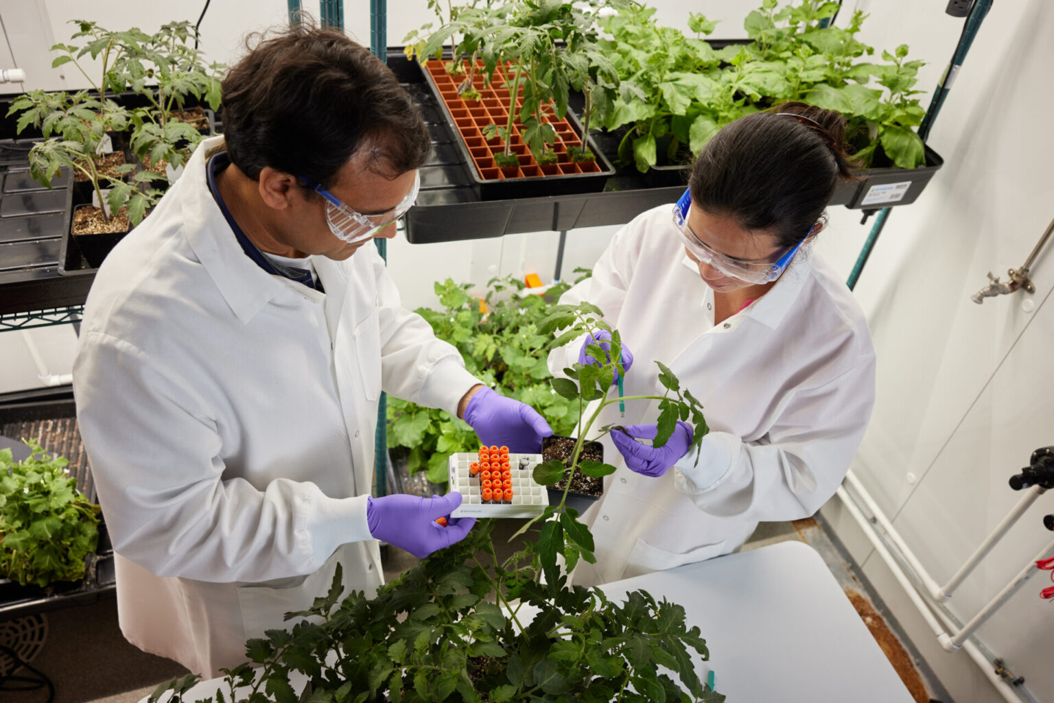 Flagship Pioneering launches new RNA crop protection company