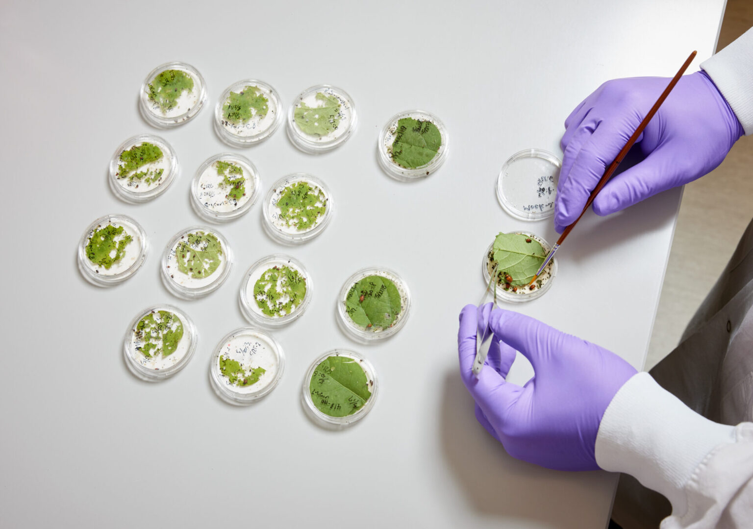 Flagship Pioneering launches new RNA crop protection company