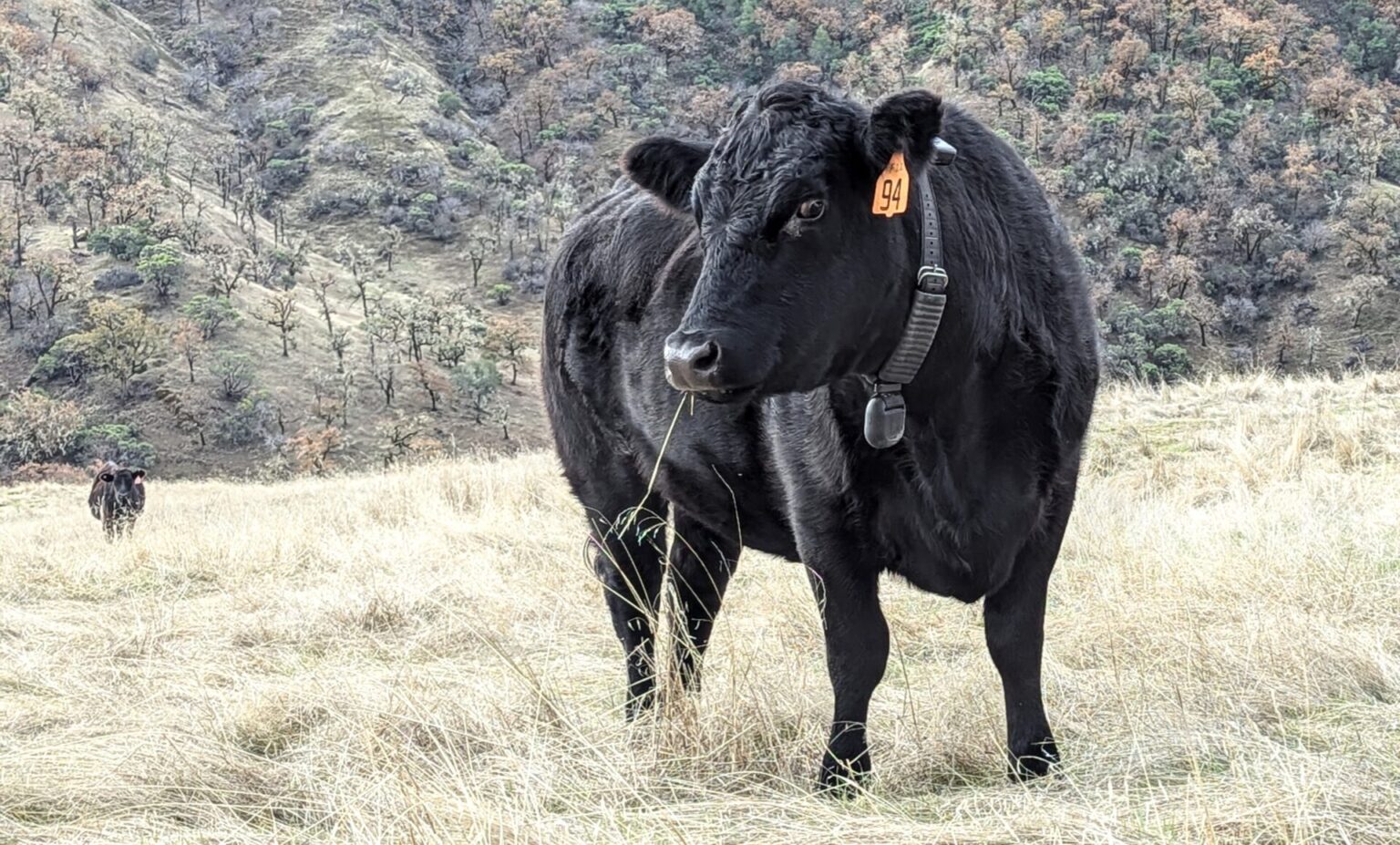 Halter will equip more US ranchers with virtual fencing tech