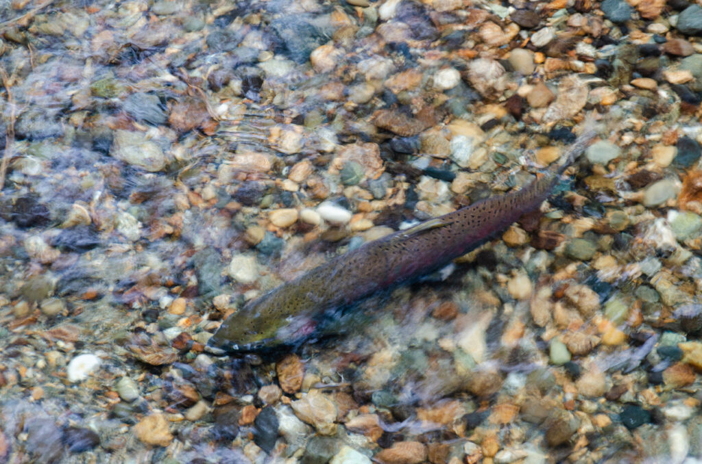 Cultivated fish co UMAMI Bioworks unveils marine bioactives