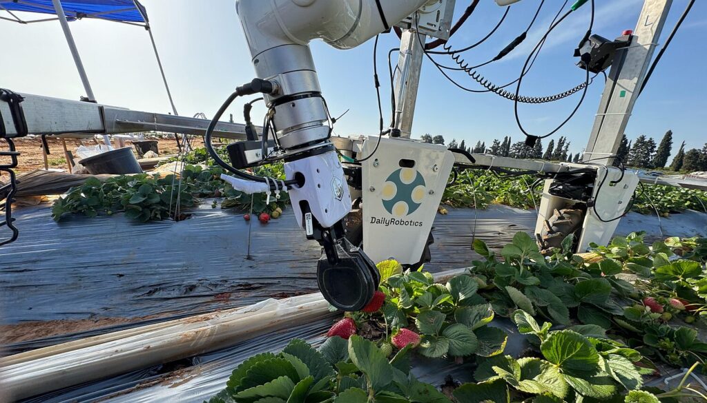 DailyRobotics enters robotic strawberry harvesting race