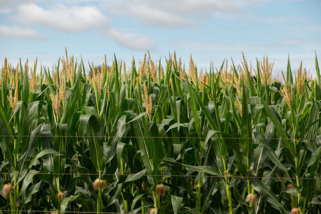 Provivi, Syngenta major Brazil deal on pheromone pest control