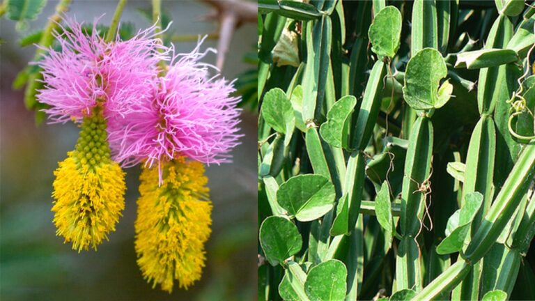 New human clinical study puts botanicals into the GLP-1 spotlight