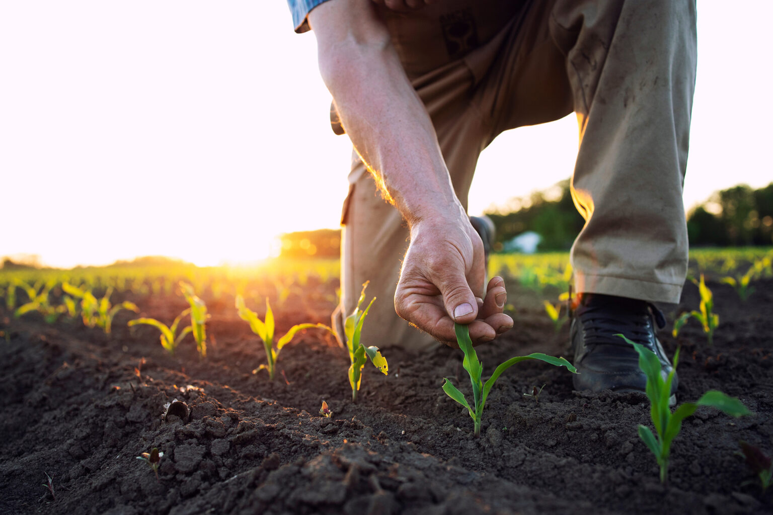 The most impactful AI in agriculture will feel 'dependable'