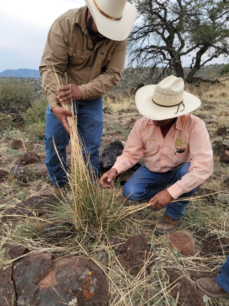 Ranchers in Mexico see financial gain from regen grazing