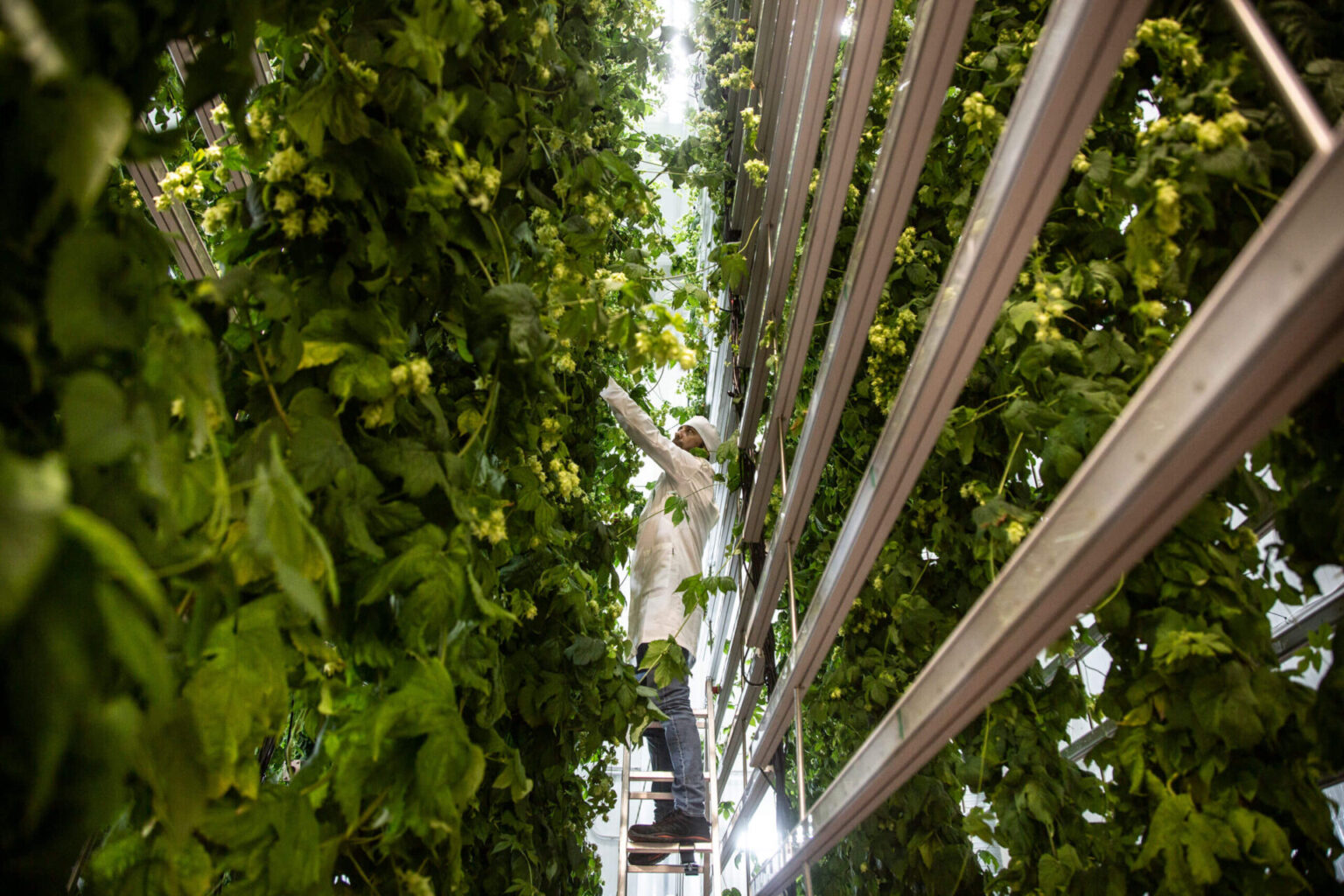 How indoor hops farming could strengthen brewers' supply chains